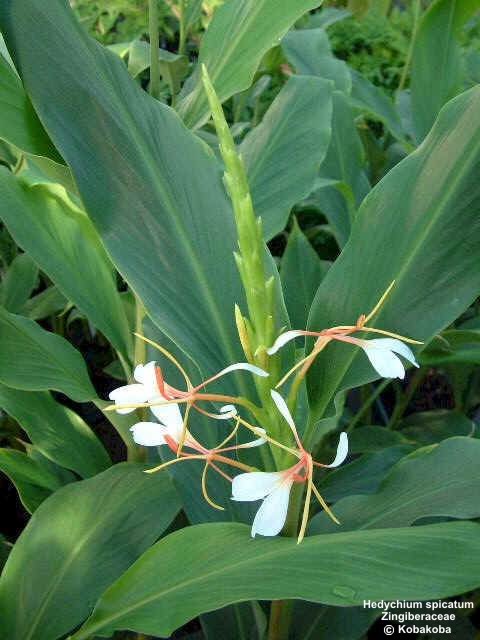 Exotische Nutz- und Zierpflanzen