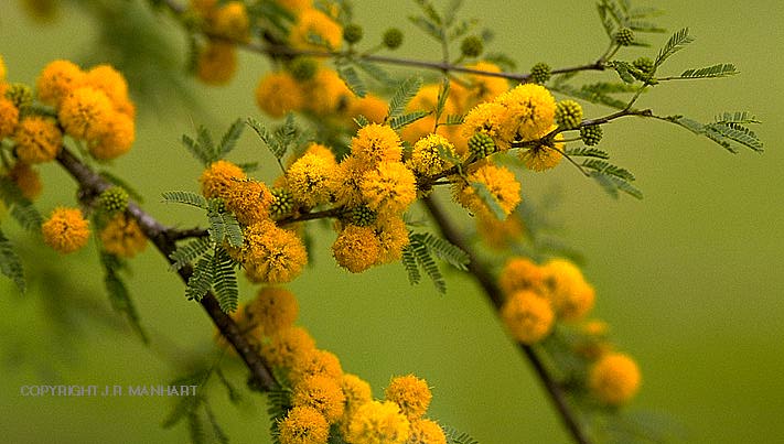 Exotische Nutz- und Zierpflanzen - Acacia smallii