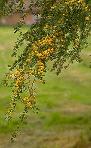 Exotische Nutz- und Zierpflanzen - Acacia smallii