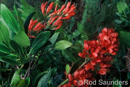 Exotische Nutz- und Zierpflanzen - Alberta magna