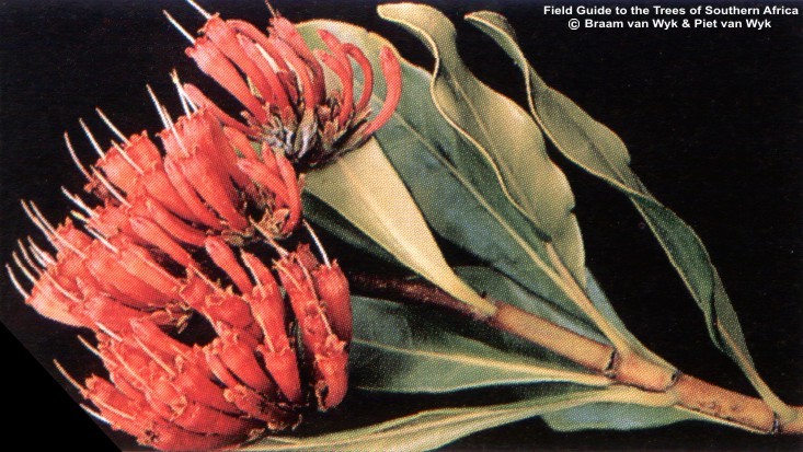 Exotische Nutz- und Zierpflanzen - Alberta magna