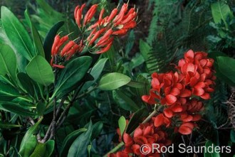 Exotische Nutz- und Zierpflanzen - Alberta magna