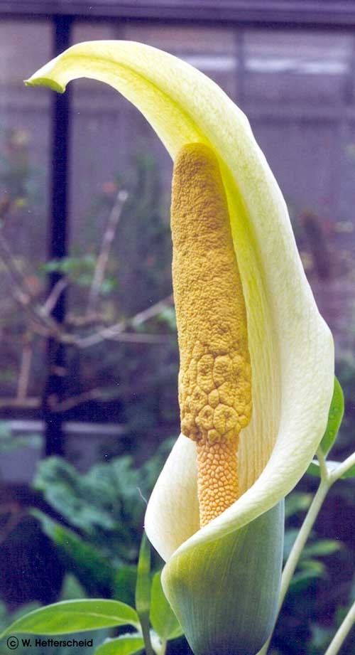 Exotische Nutz- und Zierpflanzen - Amorphophallus albus