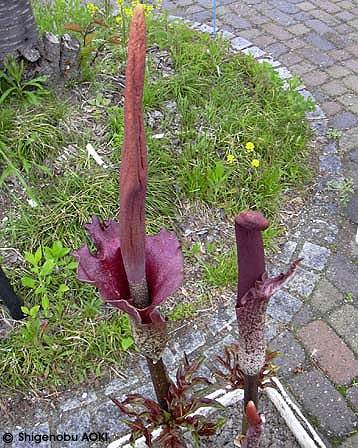 Exotische Nutz- und Zierpflanzen - Amorphophallus konjac