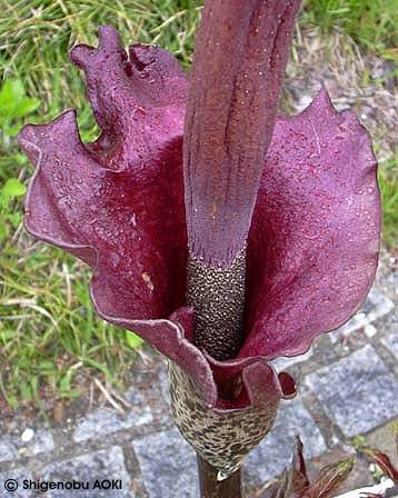 Exotische Nutz- und Zierpflanzen - Amorphophallus konjac