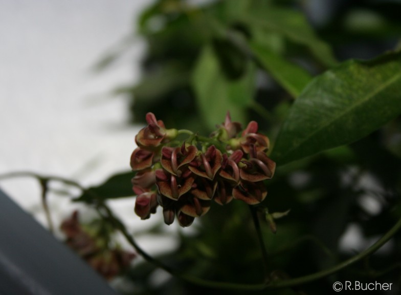 Exotische Nutz- und Zierpflanzen - Apios americana