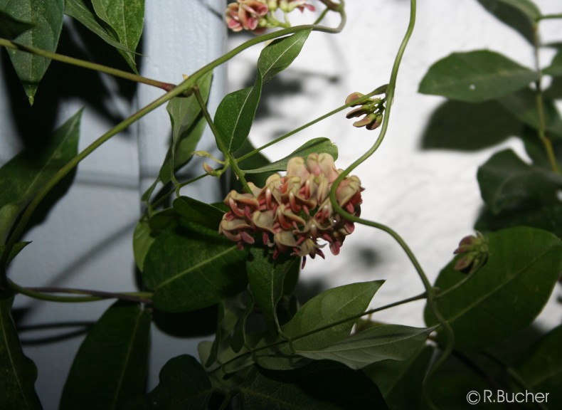 Exotische Nutz- und Zierpflanzen - Apios americana