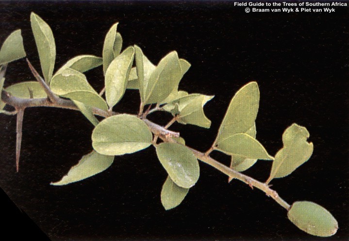 Exotische Nutz- und Zierpflanzen - Balanites aegyptiaca