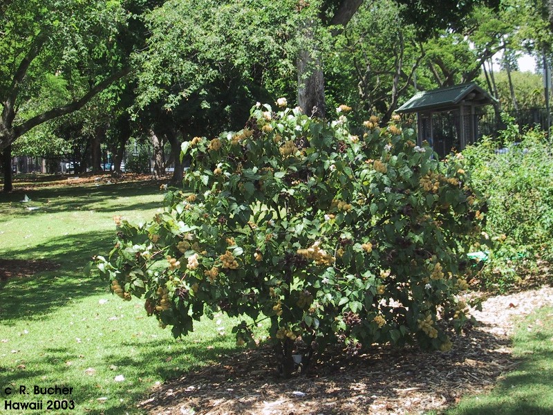 Exotische Nutz- und Zierpflanzen - Bixa orellana 'yellow'