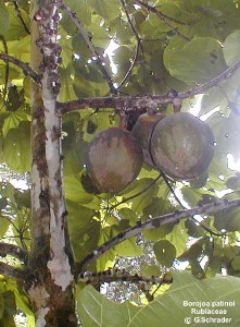 Exotische Nutz- und Zierpflanzen - Borojoa patinoi