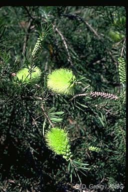 Exotische Nutz- und Zierpflanzen - Callistemon pachyphyllus var. viridis