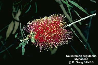 Exotische Nutz- und Zierpflanzen - Callistemon rugulosus