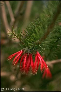 Exotische Nutz- und Zierpflanzen - Calothamnus rupestris