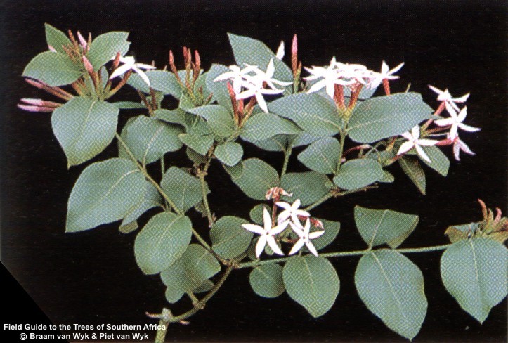 Exotische Nutz- und Zierpflanzen - Carissa edulis