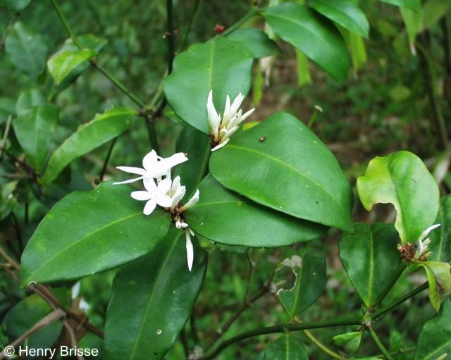 Exotische Nutz- und Zierpflanzen - Carissa edulis