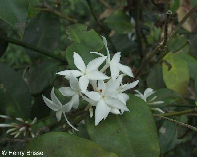 Exotische Nutz- und Zierpflanzen - Carissa edulis