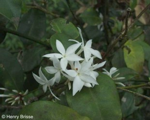 Exotische Nutz- und Zierpflanzen - Carissa edulis