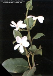 Exotische Nutz- und Zierpflanzen - Carissa haematocarpa