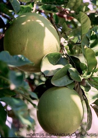 Exotische Nutz- und Zierpflanzen - Citrus grandis