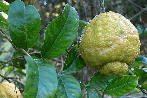 Exotische Nutz- und Zierpflanzen - Citrus jambhiri