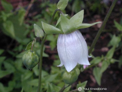 Exotische Nutz- und Zierpflanzen - Codonopsis clematidea