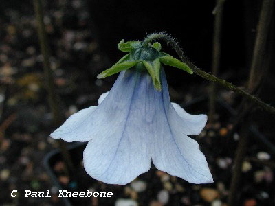 Exotische Nutz- und Zierpflanzen - Codonopsis ovata