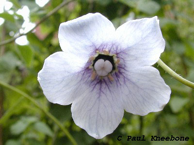 Exotische Nutz- und Zierpflanzen - Codonopsis ovata