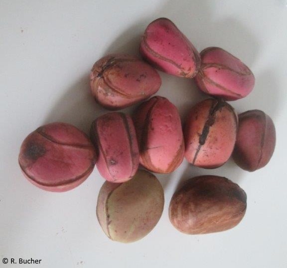 Exotische Nutz- und Zierpflanzen - Cola acuminata