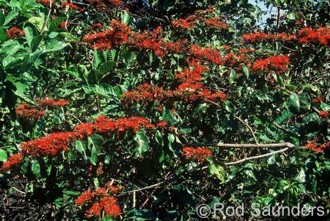 Exotische Nutz- und Zierpflanzen - Combretum microphyllum