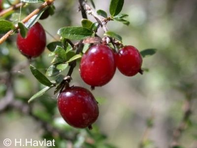 Exotische Nutz- und Zierpflanzen - Coprosma quadrifida