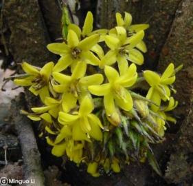 Exotische Nutz- und Zierpflanzen - Curculigo capitulata