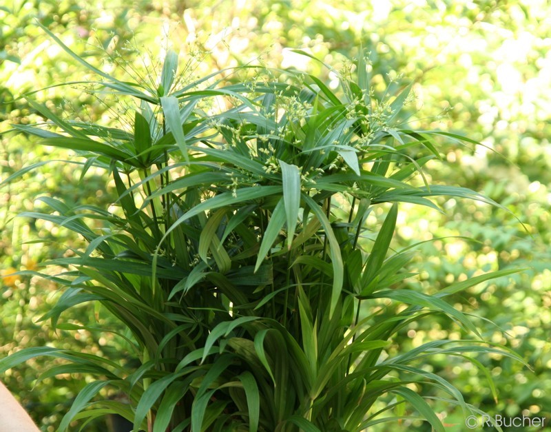 Exotische Nutz- und Zierpflanzen - Cyperus diffusus