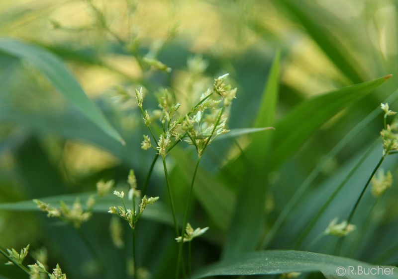 Exotische Nutz- und Zierpflanzen - Cyperus diffusus