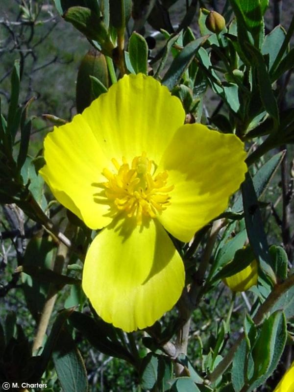 Exotische Nutz- und Zierpflanzen - Dendromecon rigida