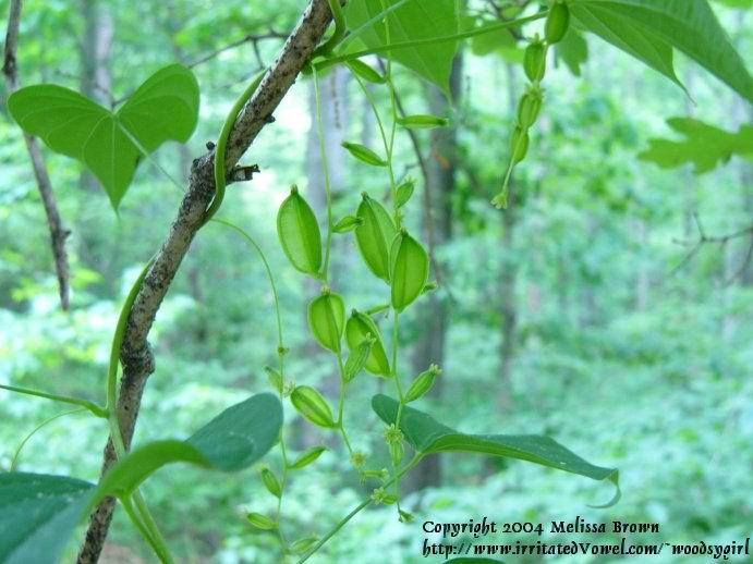 Exotische Nutz- und Zierpflanzen - Dioscorea villosa