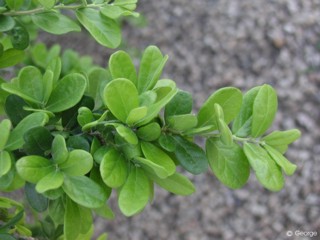 Exotische Nutz- und Zierpflanzen - Diospyros texana