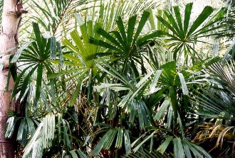 Exotische Nutz- und Zierpflanzen - Licuala spinosa