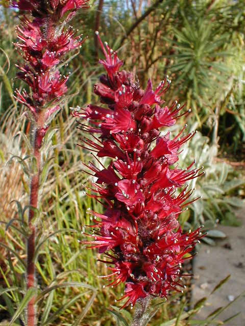 Exotische Nutz- und Zierpflanzen - Echium russicum