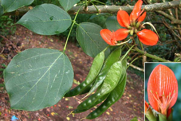 Exotische Nutz- und Zierpflanzen - Erythrina subumbrans