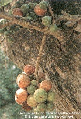 Exotische Nutz- und Zierpflanzen - Ficus sur