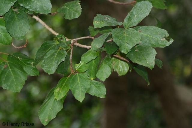 Exotische Nutz- und Zierpflanzen - Ficus sur