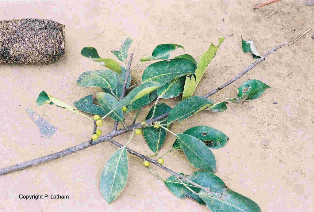 Exotische Nutz- und Zierpflanzen - Ficus thonningii