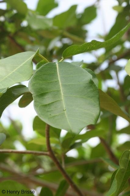 Exotische Nutz- und Zierpflanzen - Ficus thonningii