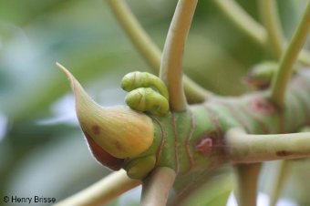 Exotische Nutz- und Zierpflanzen - Ficus thonningii