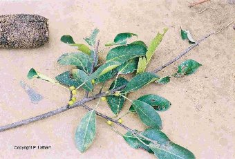 Exotische Nutz- und Zierpflanzen - Ficus thonningii