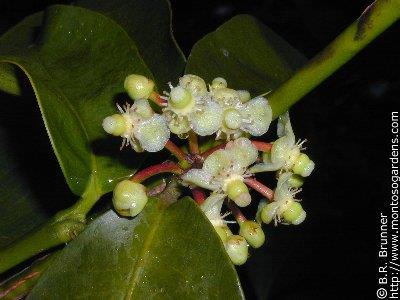 Exotische Nutz- und Zierpflanzen - Garcinia intermedia