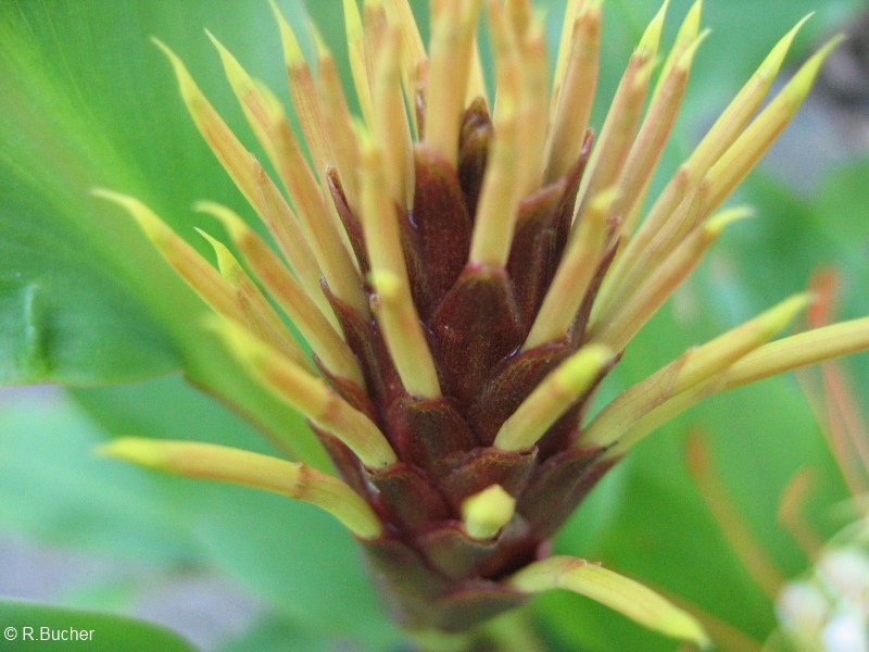 Exotische Nutz- und Zierpflanzen - Hedychium ellipticum 'Red Bracts'