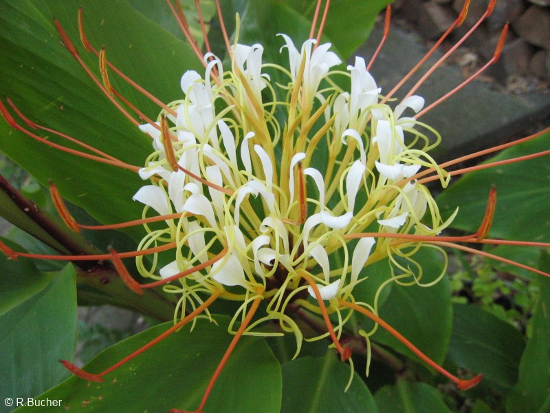 Exotische Nutz- und Zierpflanzen - Hedychium ellipticum 'Red Bracts'