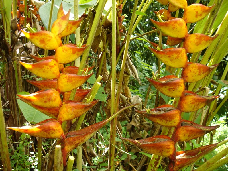 Exotische Nutz- und Zierpflanzen - Heliconia champneiana 'Splash'