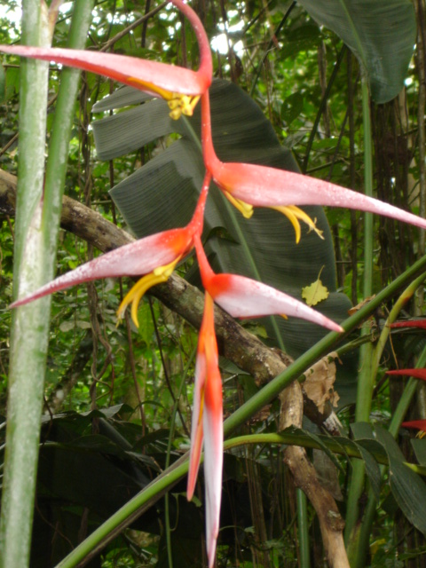 Exotische Nutz- und Zierpflanzen - Heliconia collinsiana